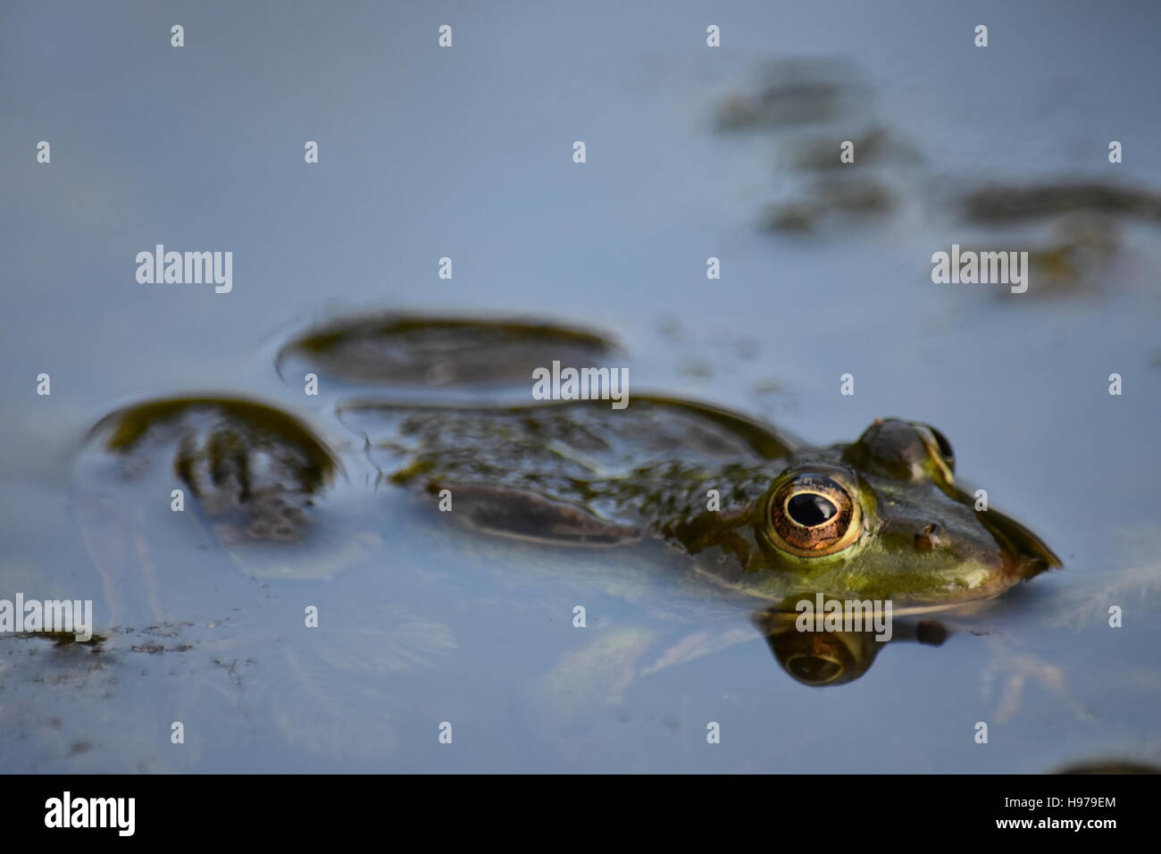 Kikker hi-res stock photography and images - Alamy