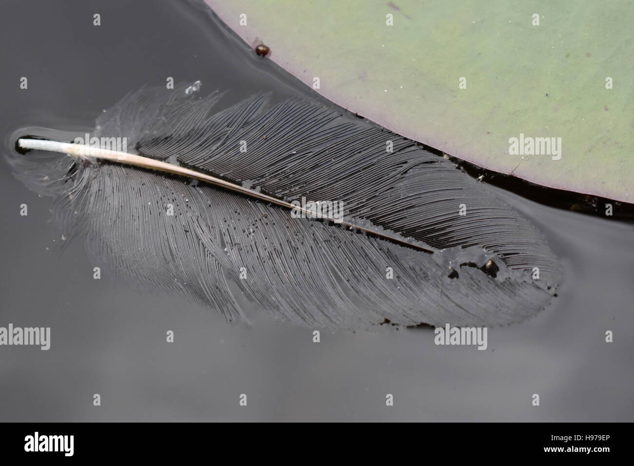 veer in water Stock Photo - Alamy