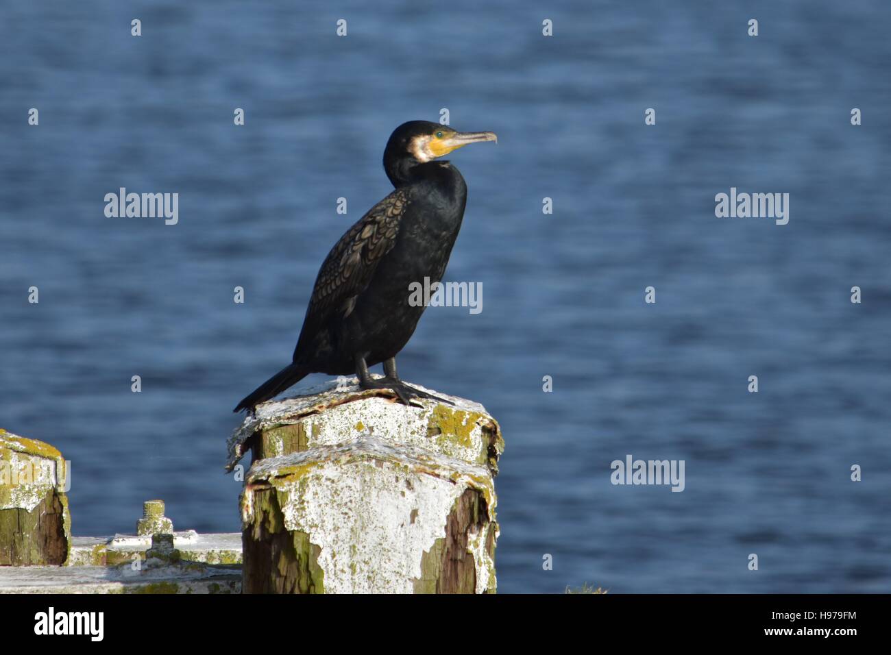 aalscholver, zee, natuur, mooi, Nieuwpoort Stock Photo - Alamy