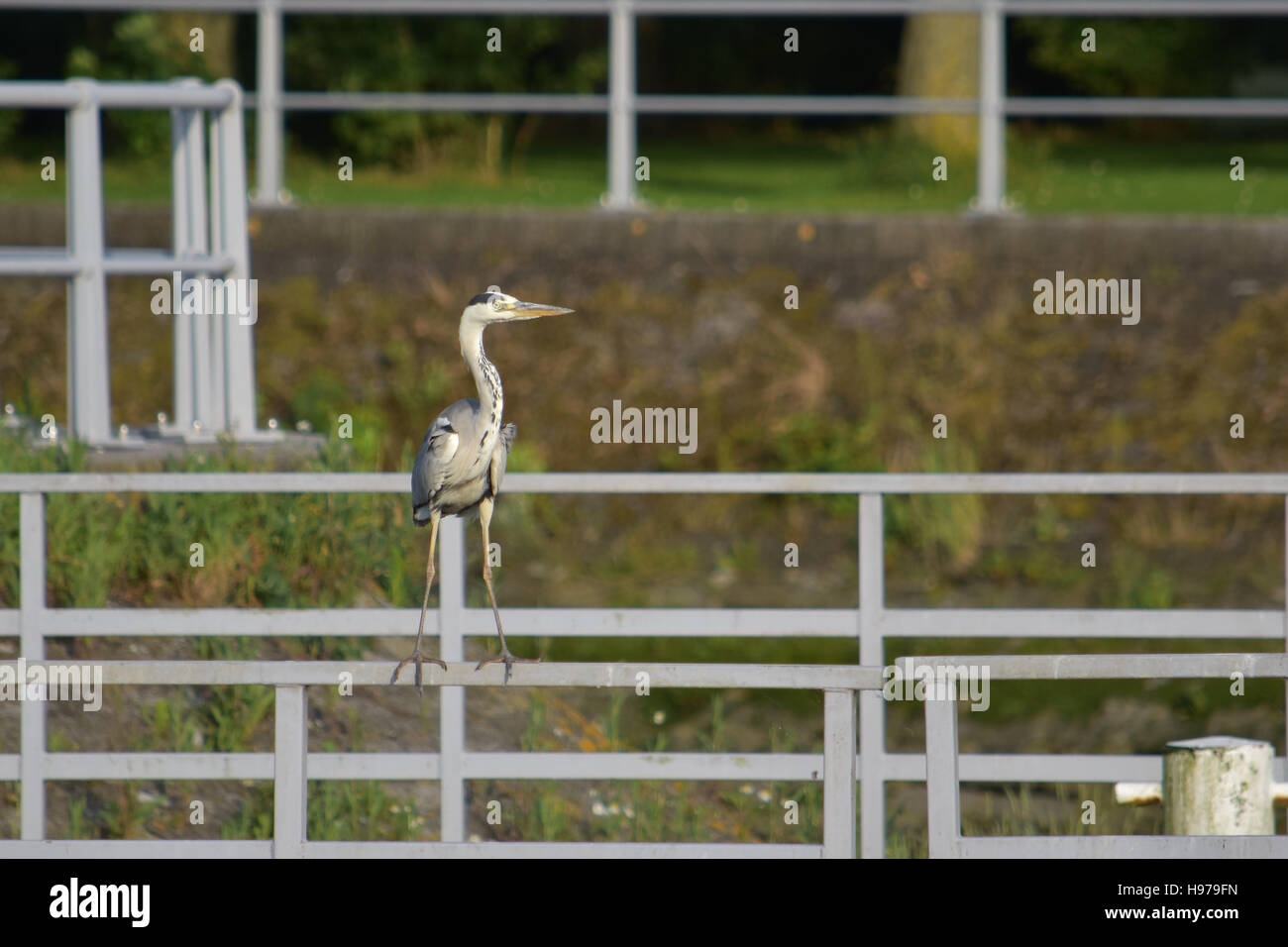 reiger, zee, natuur, mooi, Nieuwpoort Stock Photo - Alamy