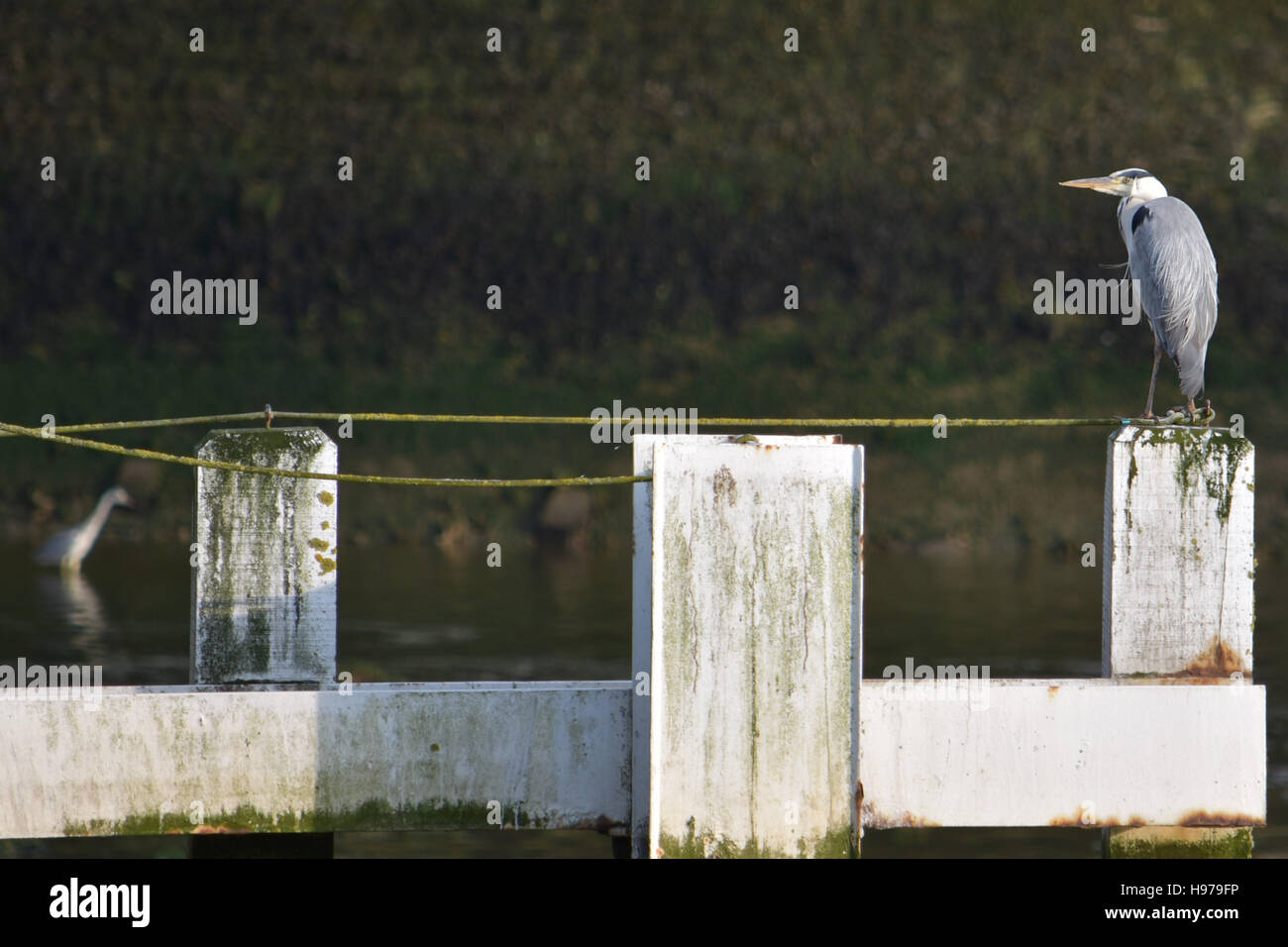 reiger, zee, natuur, mooi, Nieuwpoort Stock Photo - Alamy