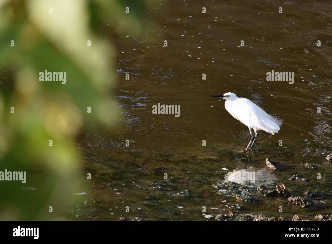 zee, natuur, mooi, Nieuwpoort Stock Photo - Alamy