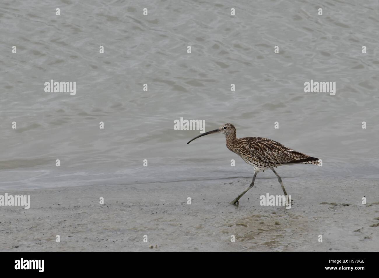 wulp, natuur, Nieuwpoort Stock Photo - Alamy
