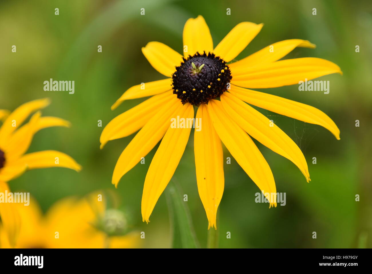 Bloem hi-res stock photography and images - Alamy