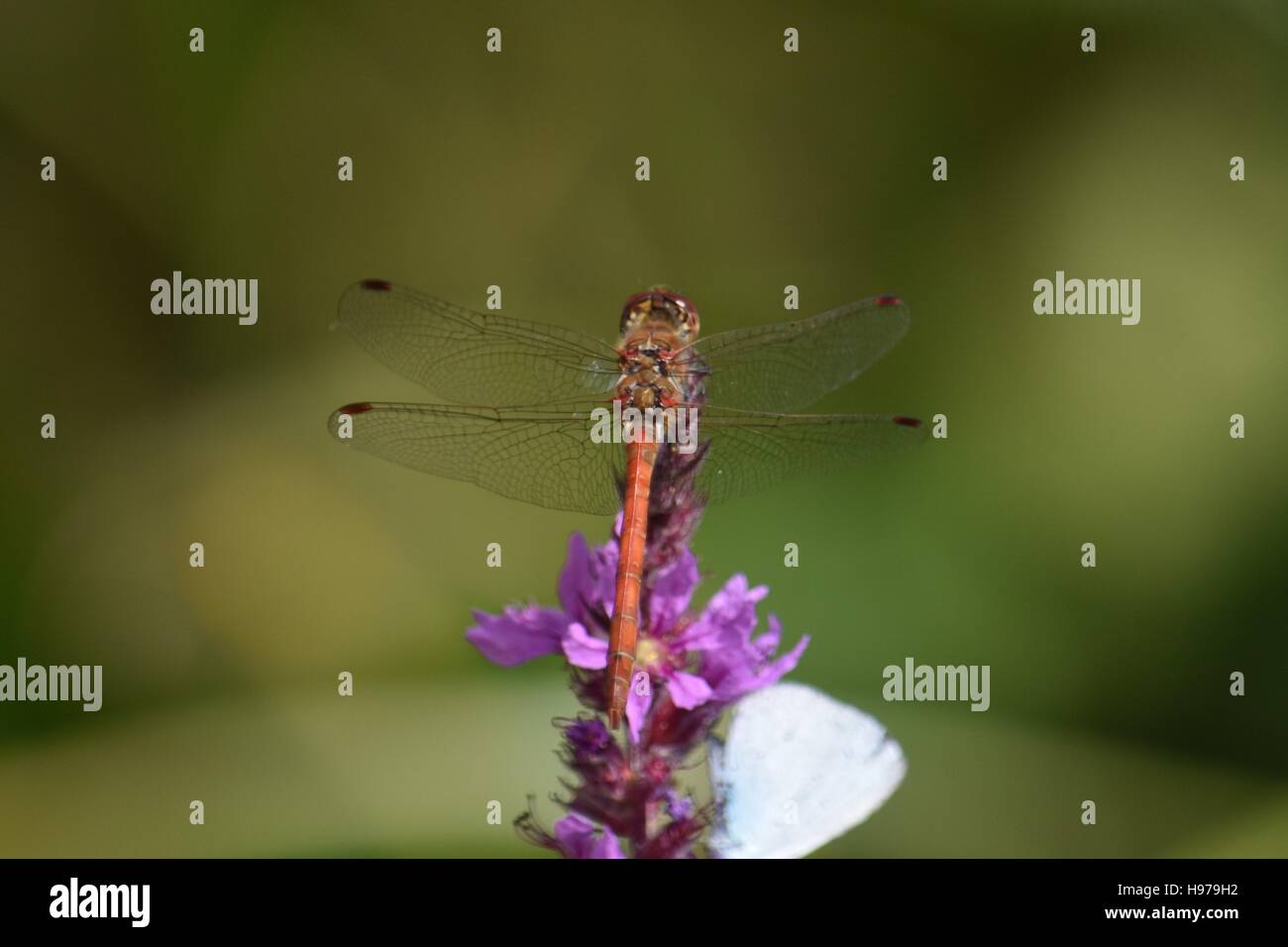 Libel hi-res stock photography and images - Alamy