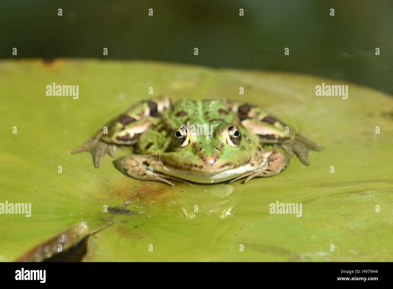 Kikker hi-res stock photography and images - Alamy