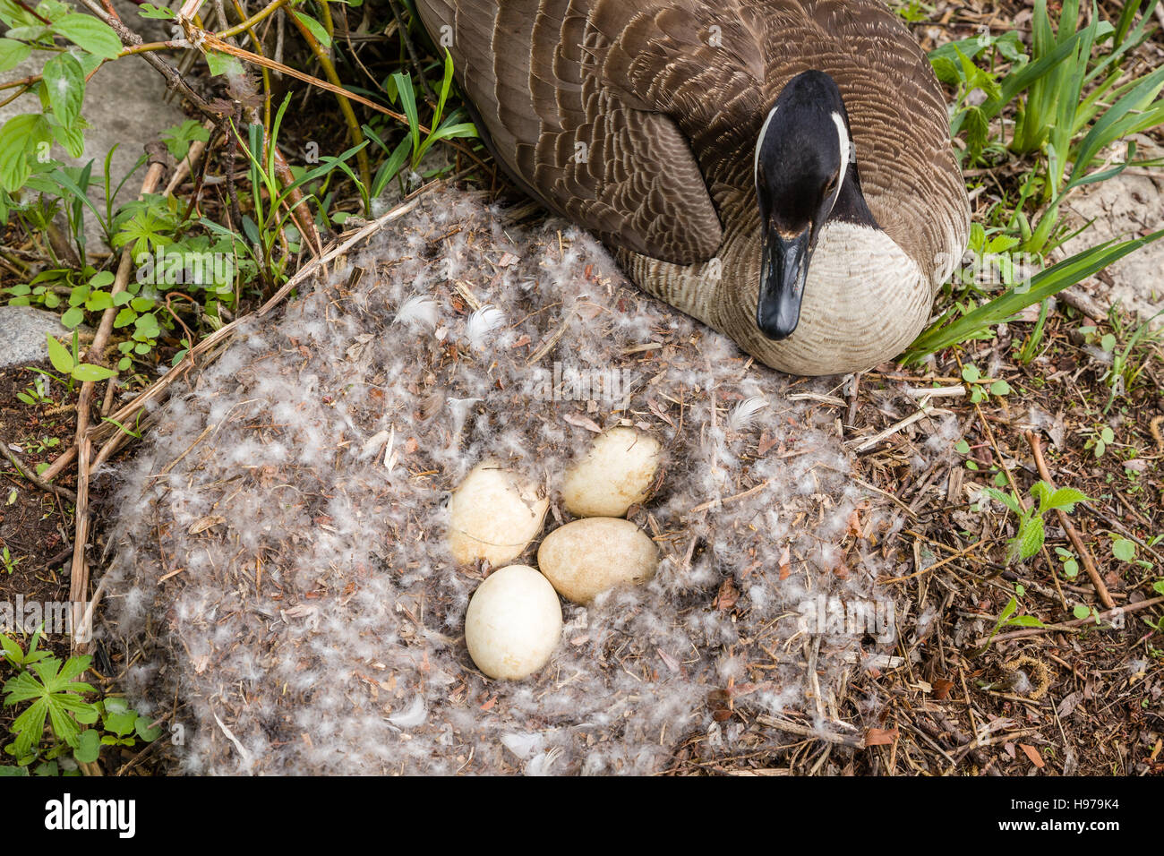 Mother Goose Defending the nest with eggs Stock Photo - Alamy