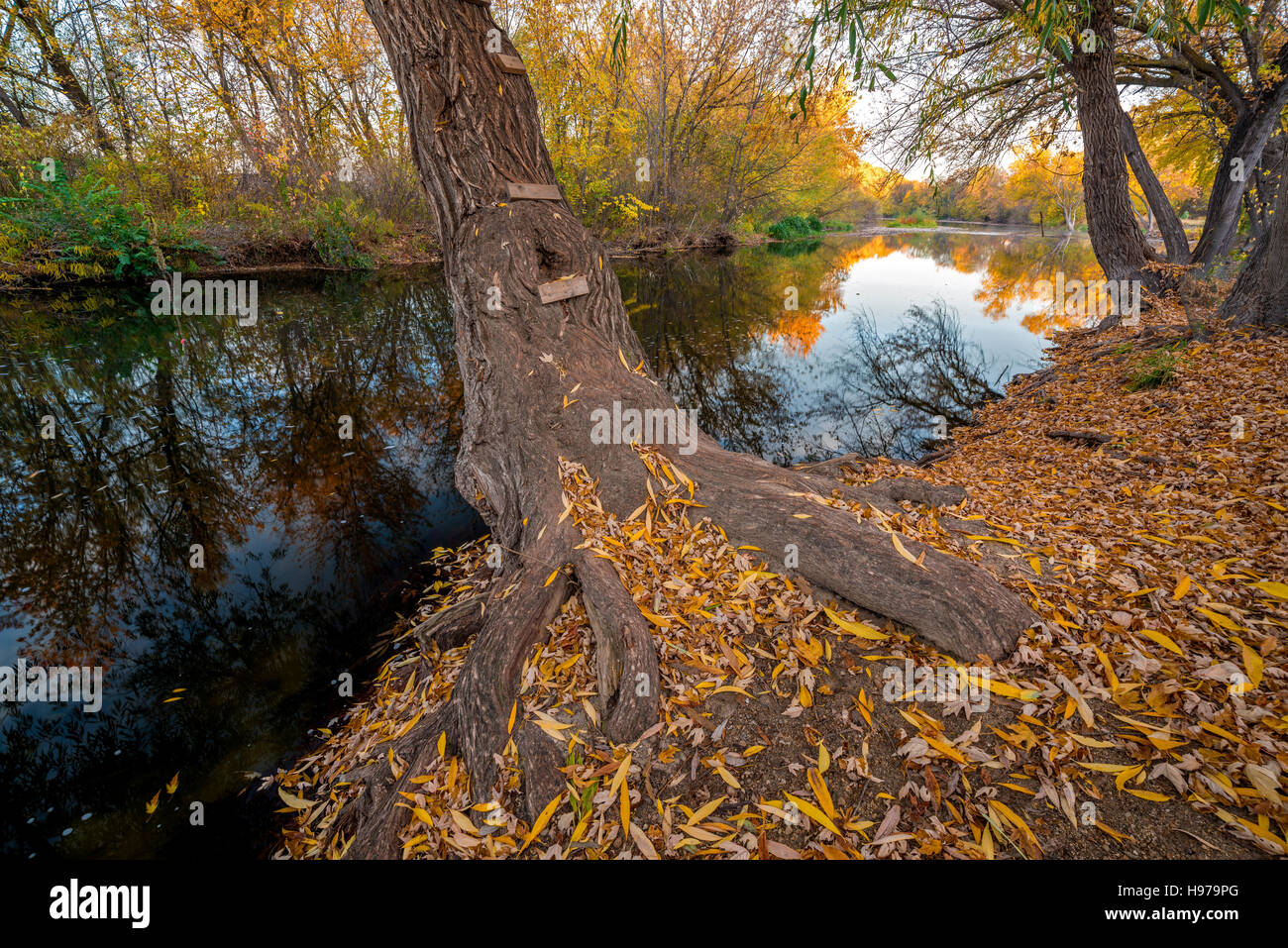 River tree with handmade steps nailed to the trunk Stock Photo - Alamy