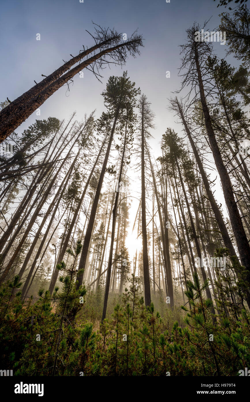 Misty forest with tall trees and saplings Stock Photo - Alamy
