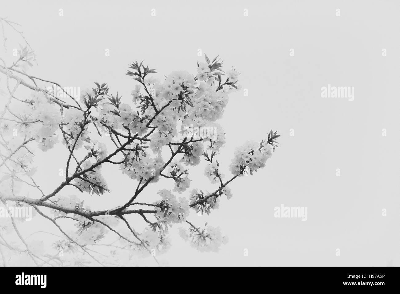Beautiful pink sakura tree Black and White Stock Photos & Images - Alamy