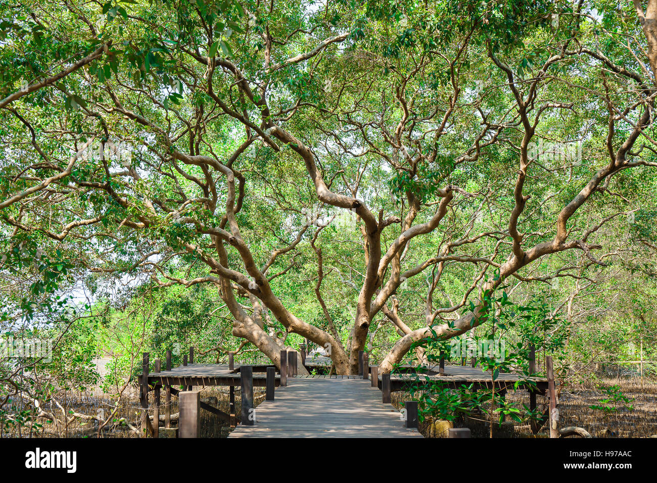 Flooded trees in mangrove rain forest in thailand Stock Photo - Alamy