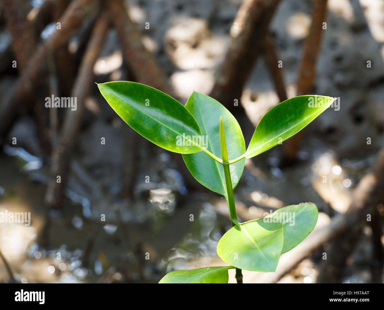 At low tide the mangrove forests Stock Photo - Alamy