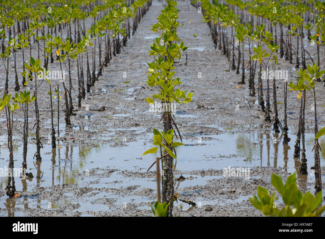 At low tide the mangrove forests Stock Photo - Alamy