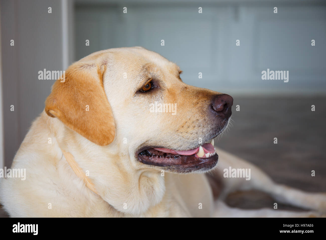dog is sleeping beside the door Stock Photo - Alamy