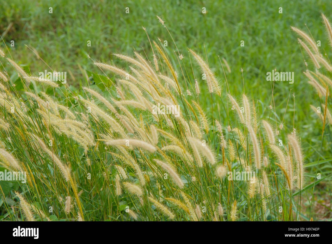 Close up Poaceae grass flower countryside of thailand Stock Photo - Alamy