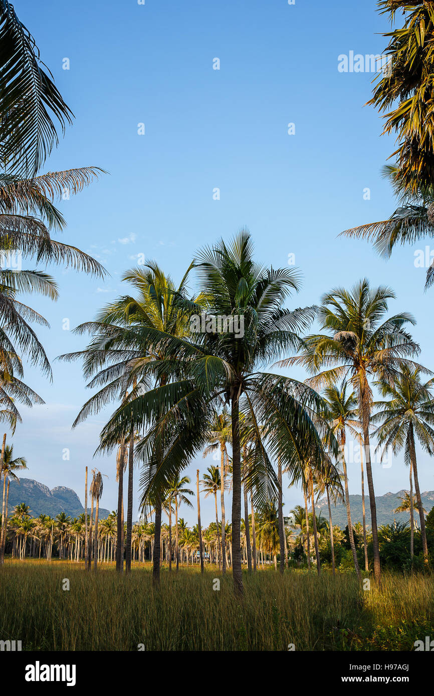 Coconut tree in garden Stock Photo - Alamy