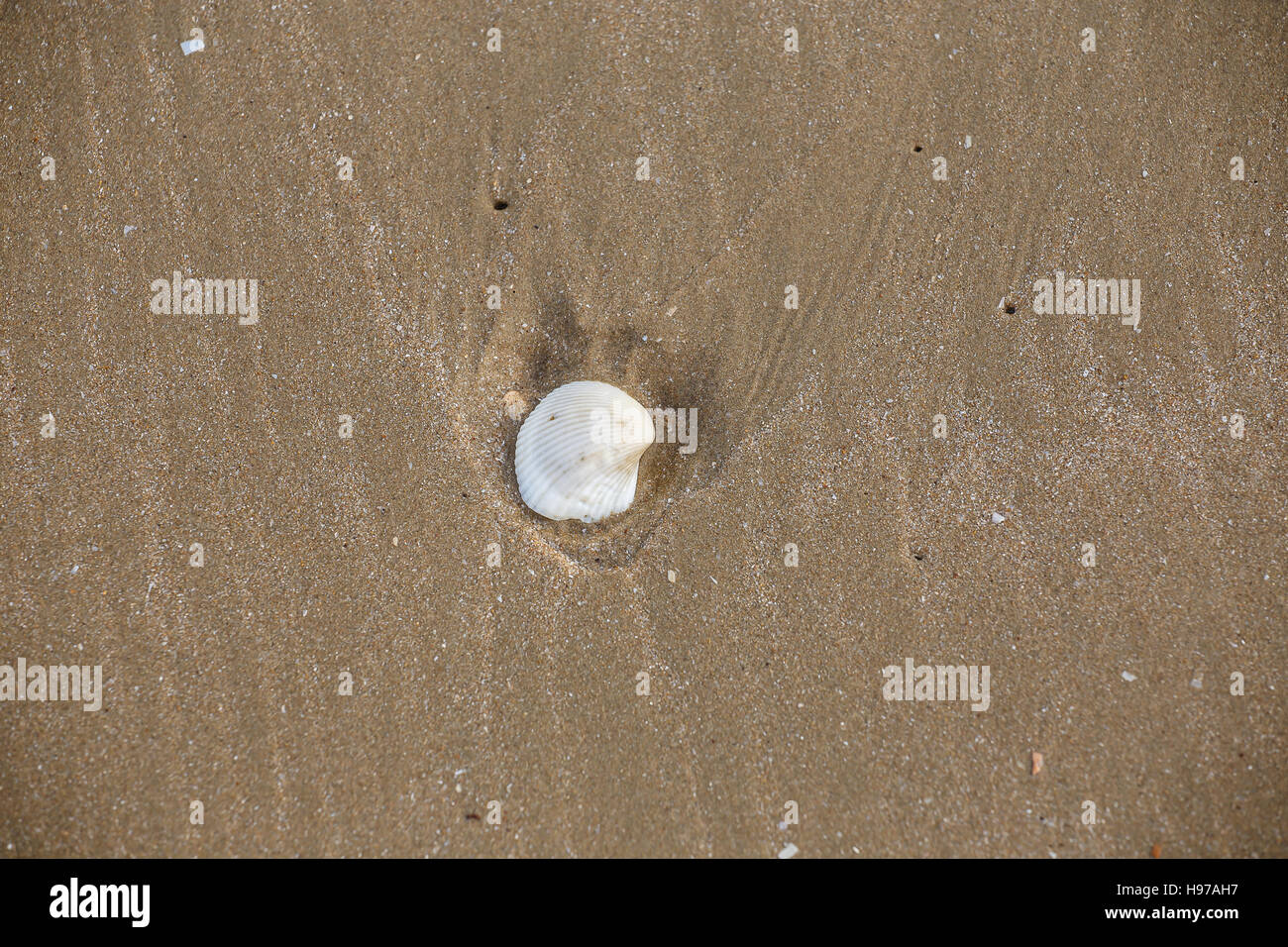Shells on the beach background Stock Photo - Alamy