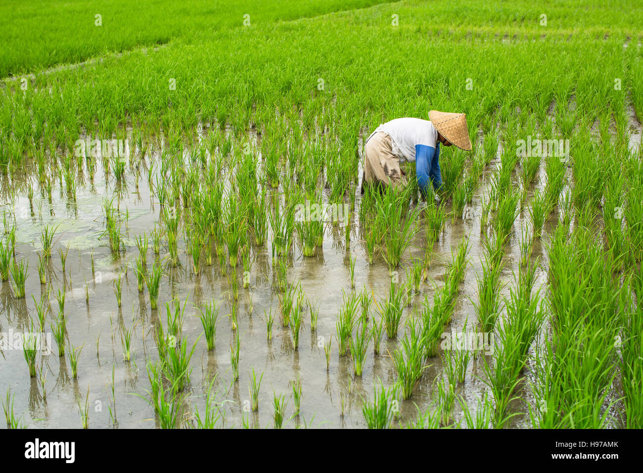 Indian farmer working in rice hi-res stock photography and images - Alamy