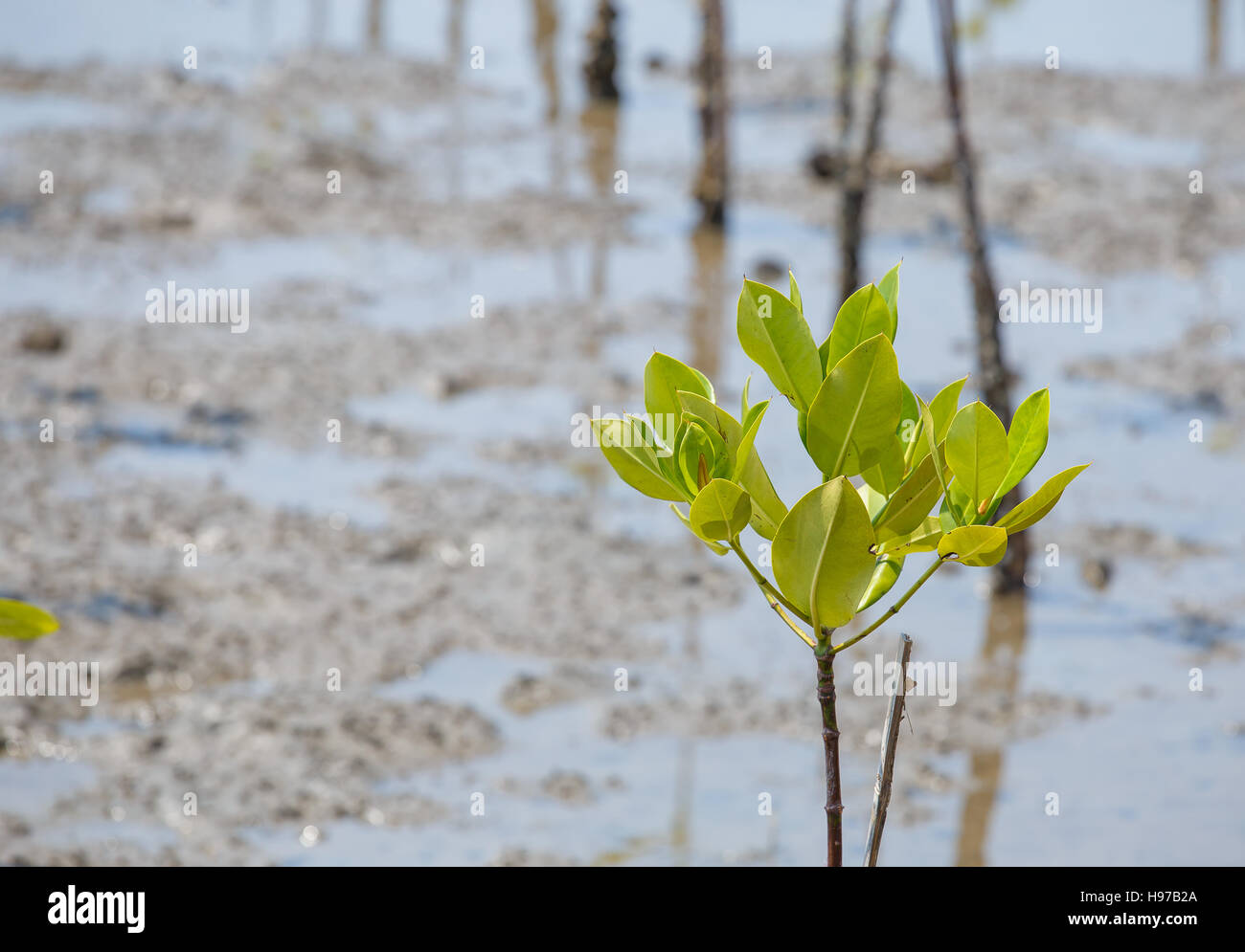 At low tide the mangrove forests Stock Photo - Alamy
