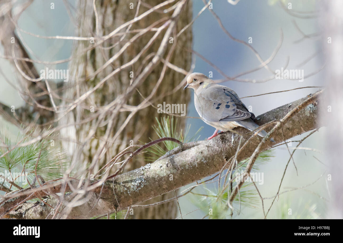 Sleepy Mourning Turtle Dove (Zenaida macroura) resting on a tree branch ...