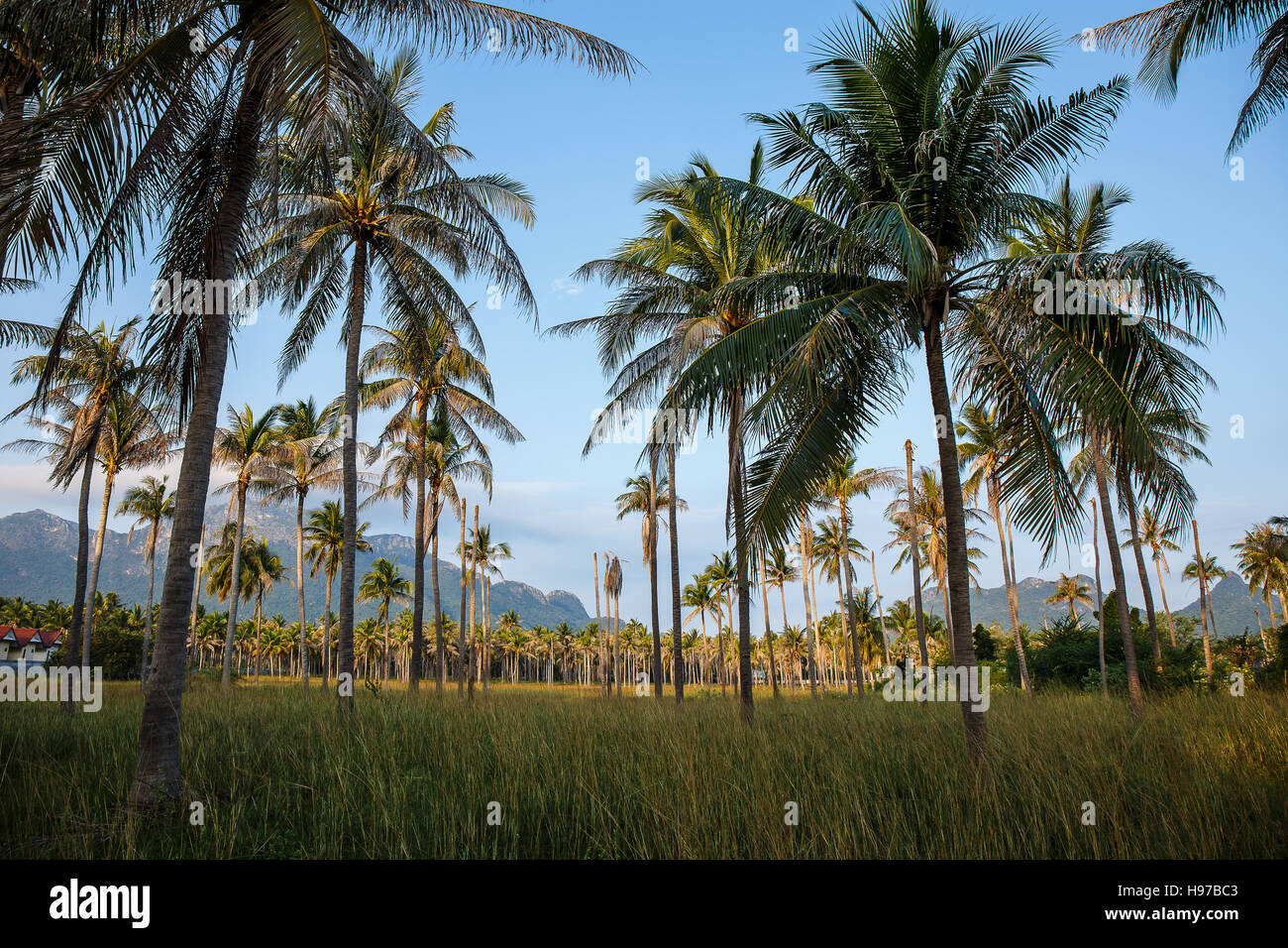 Coconut tree in garden Stock Photo - Alamy