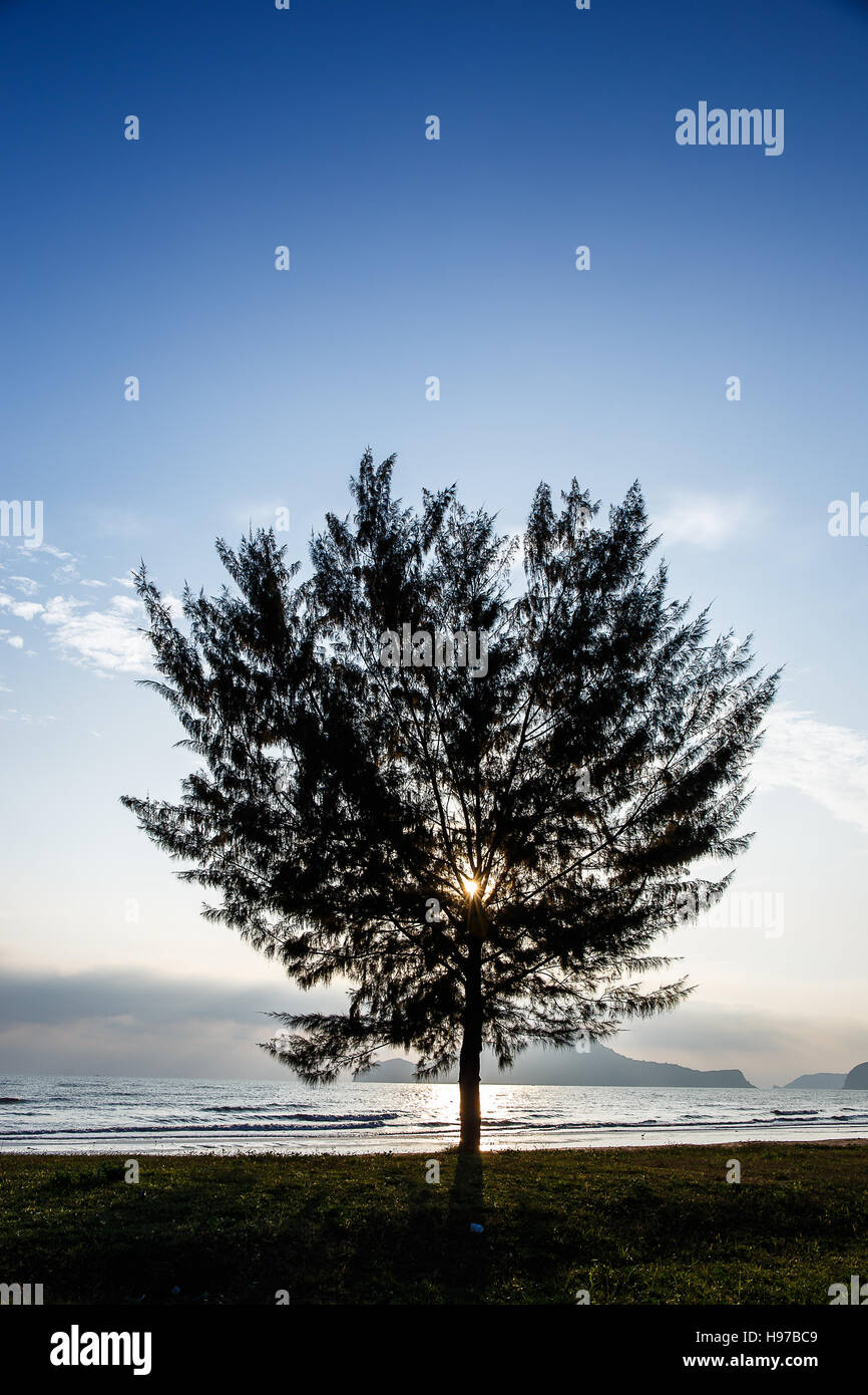 Seascape with lonely pine tree on beach at Thailand Stock Photo - Alamy