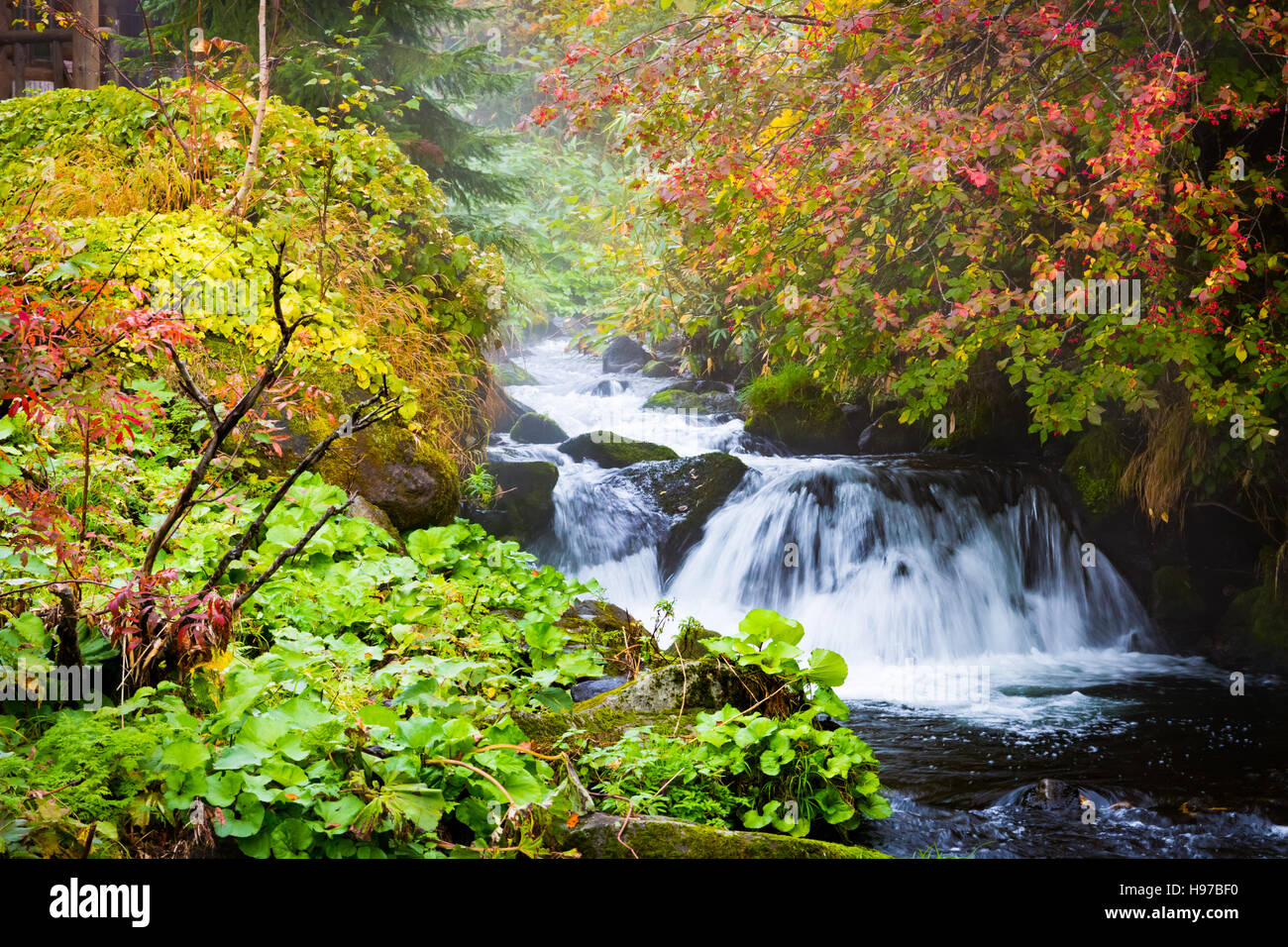 Stream with small waterfall and autumn colors Stock Photo - Alamy