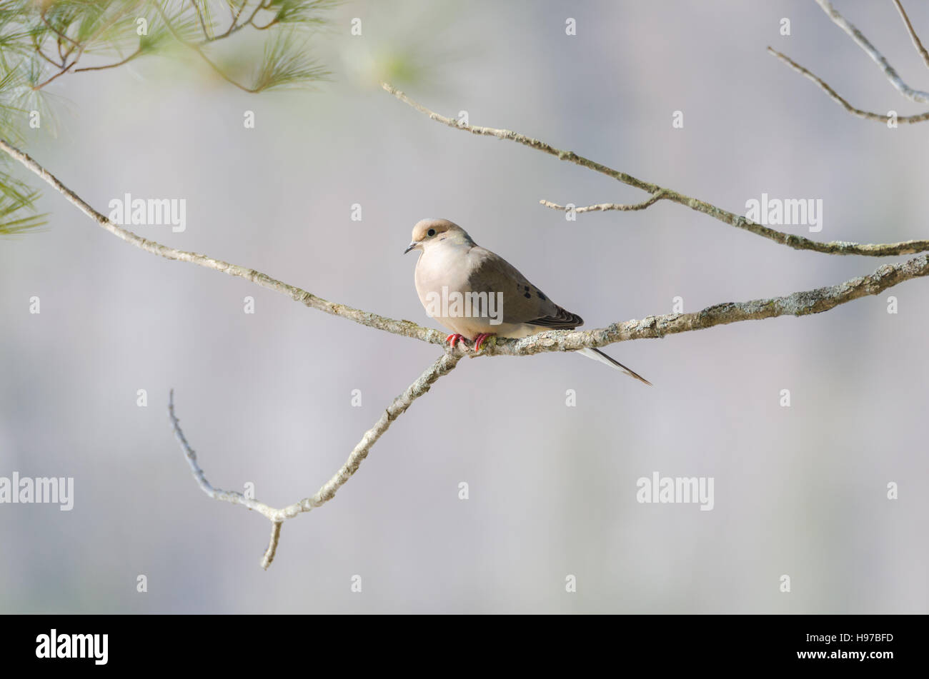 Sleepy Mourning Turtle Dove (Zenaida macroura) resting on a tree branch ...