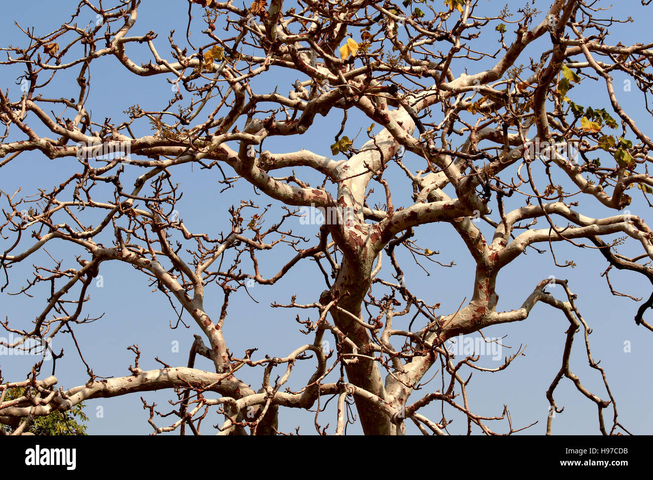 Tree with less leaves Stock Photo - Alamy