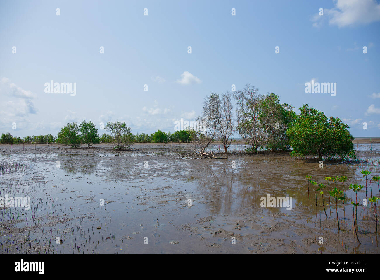 At low tide the mangrove forests Stock Photo - Alamy
