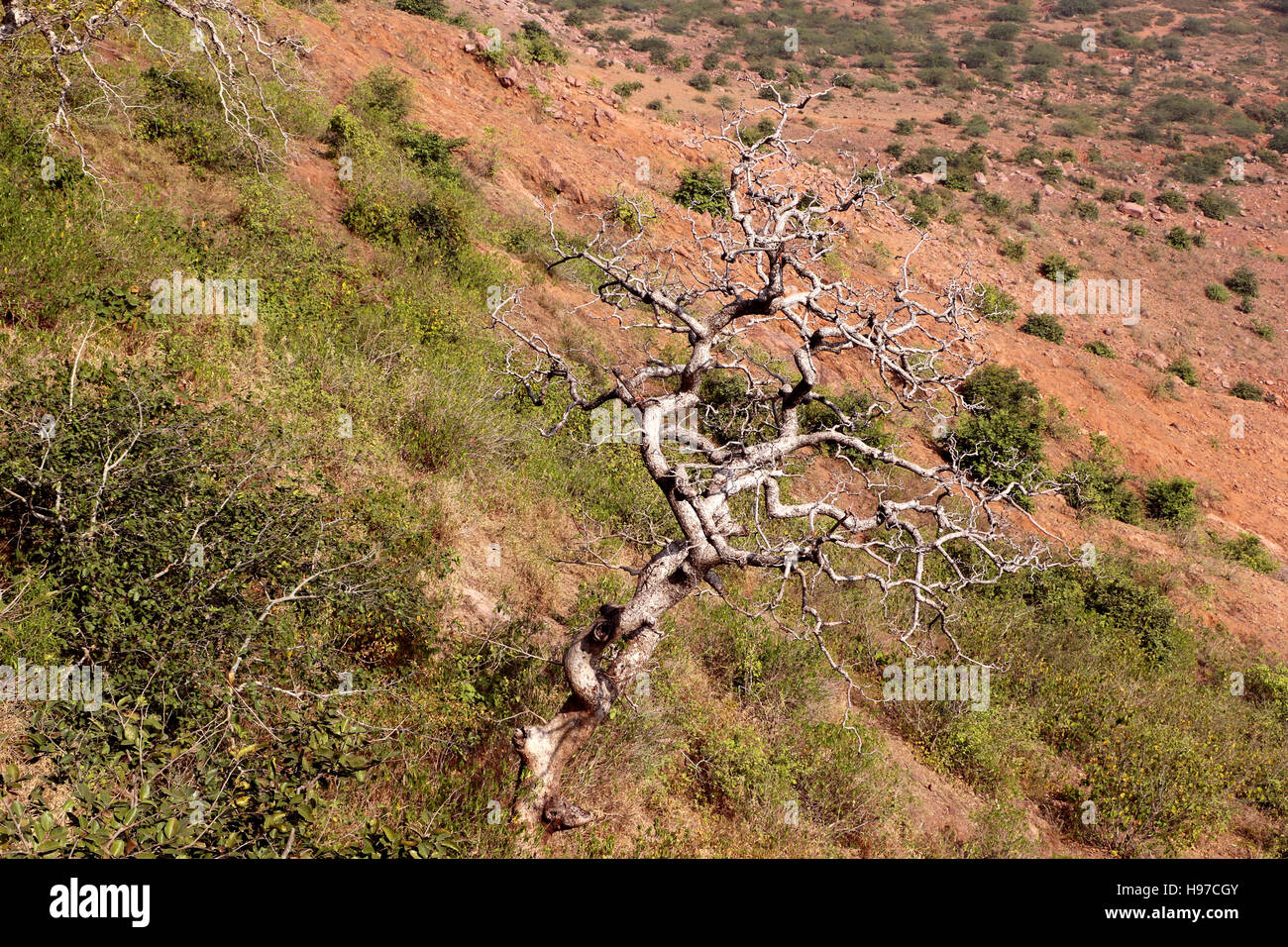 Tree with less leaves Stock Photo - Alamy