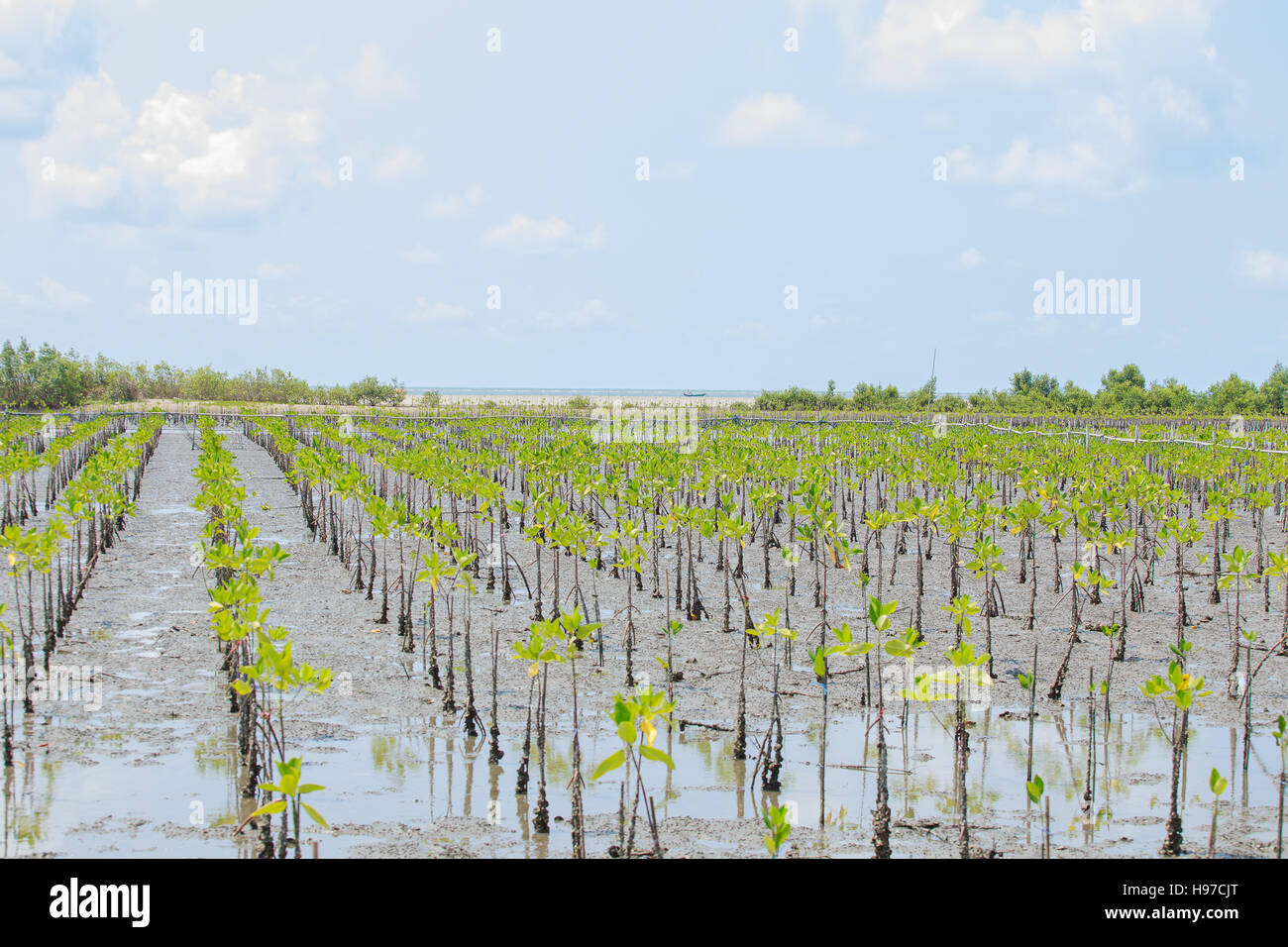 At low tide the mangrove forests Stock Photo - Alamy