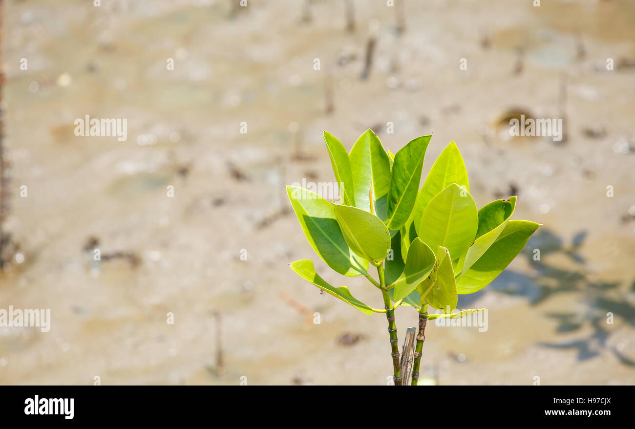 At low tide the mangrove forests Stock Photo - Alamy