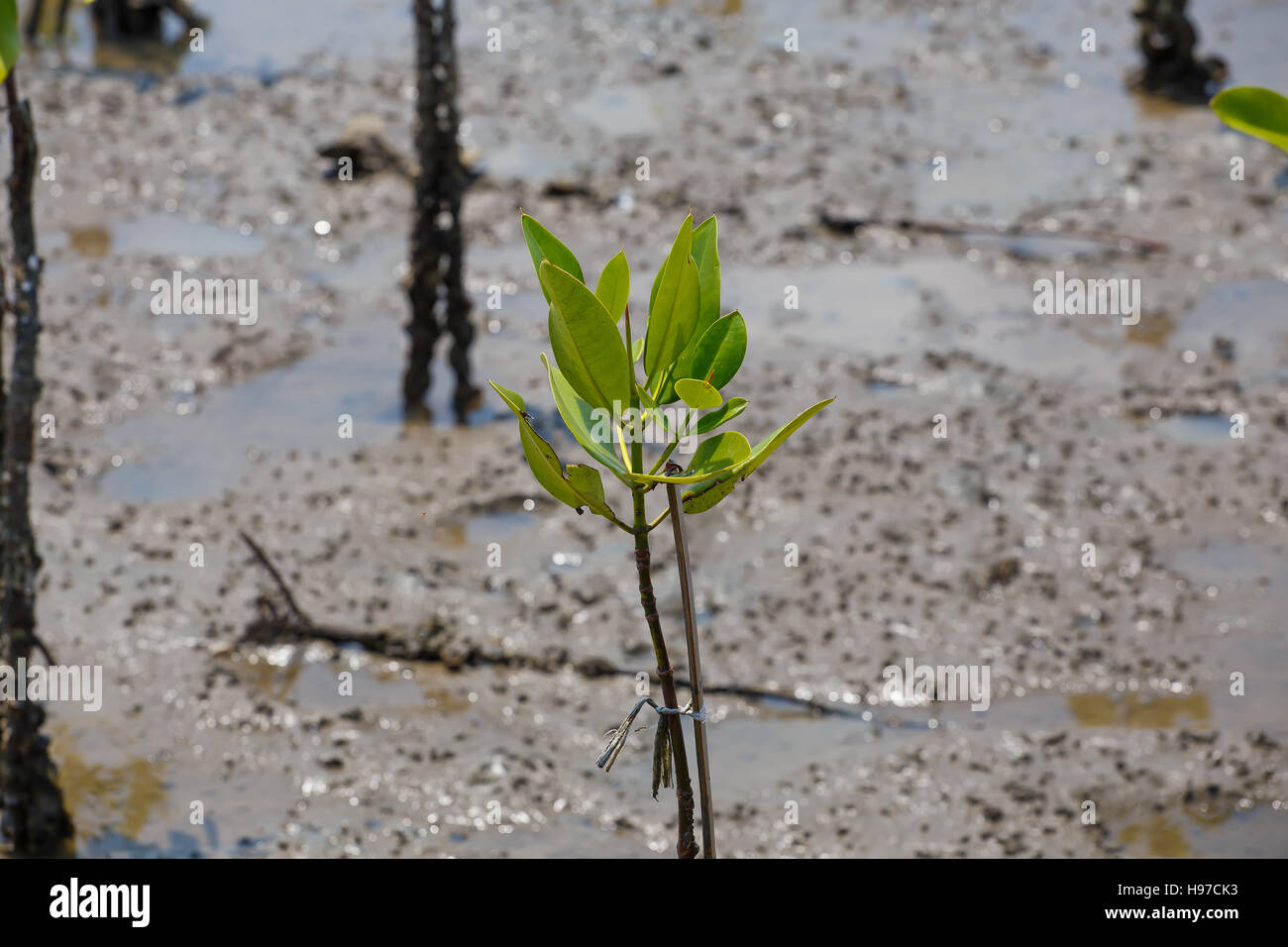 At low tide the mangrove forests Stock Photo - Alamy