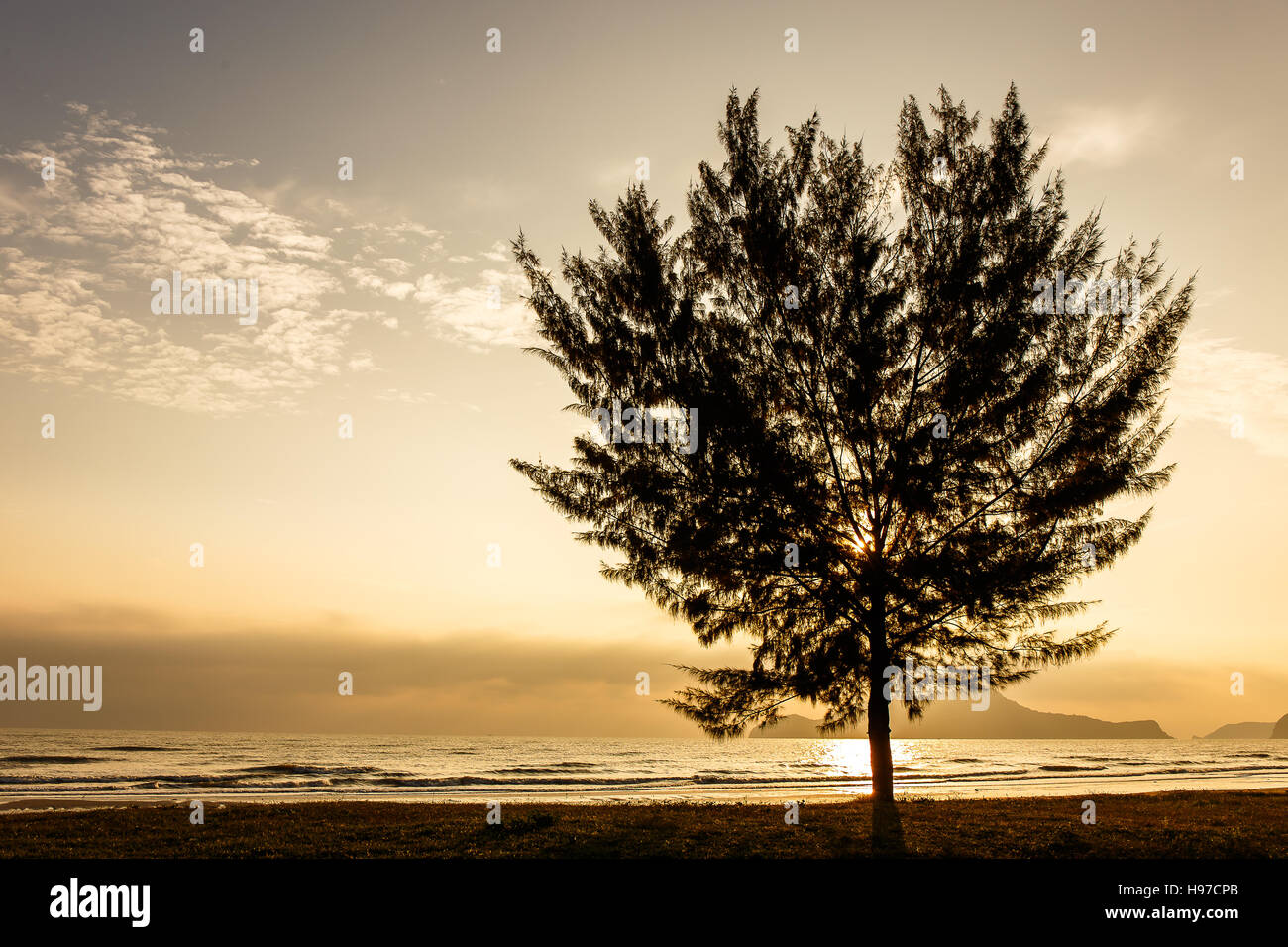 Seascape with lonely pine tree on beach at Thailand Stock Photo - Alamy