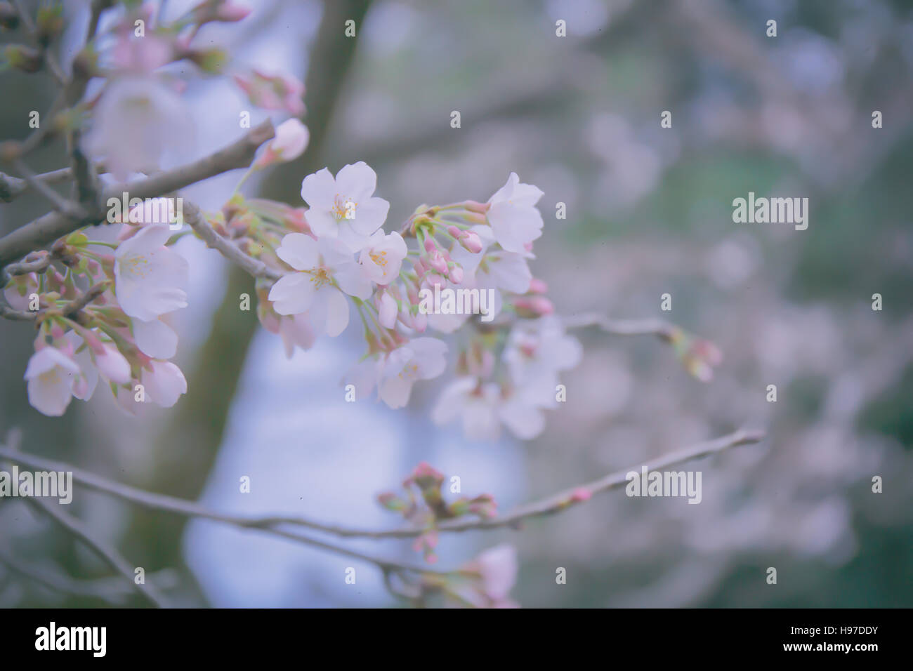 sakura flower are beginning to bloom Stock Photo - Alamy