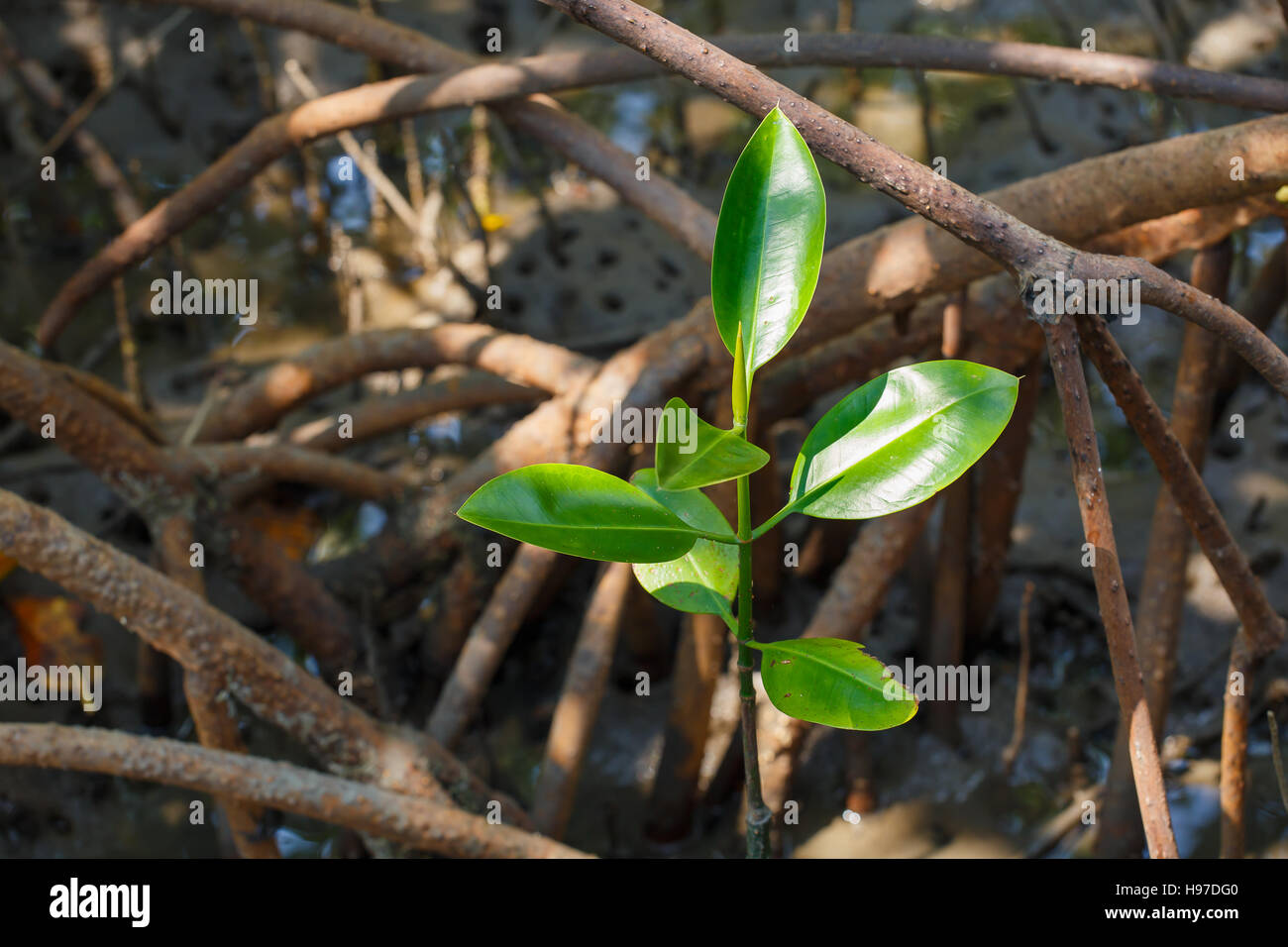 At low tide the mangrove forests Stock Photo - Alamy