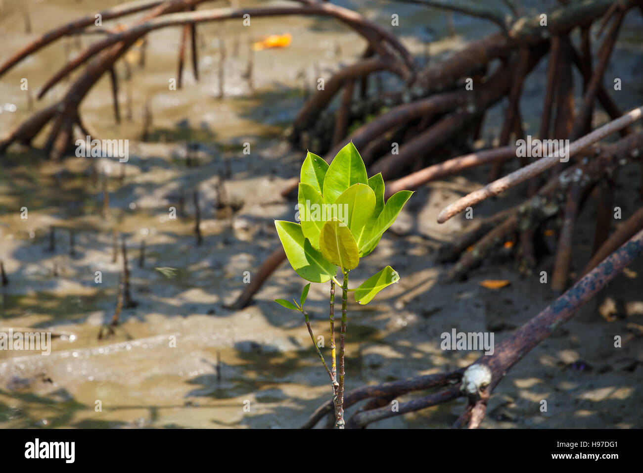 At low tide the mangrove forests Stock Photo - Alamy