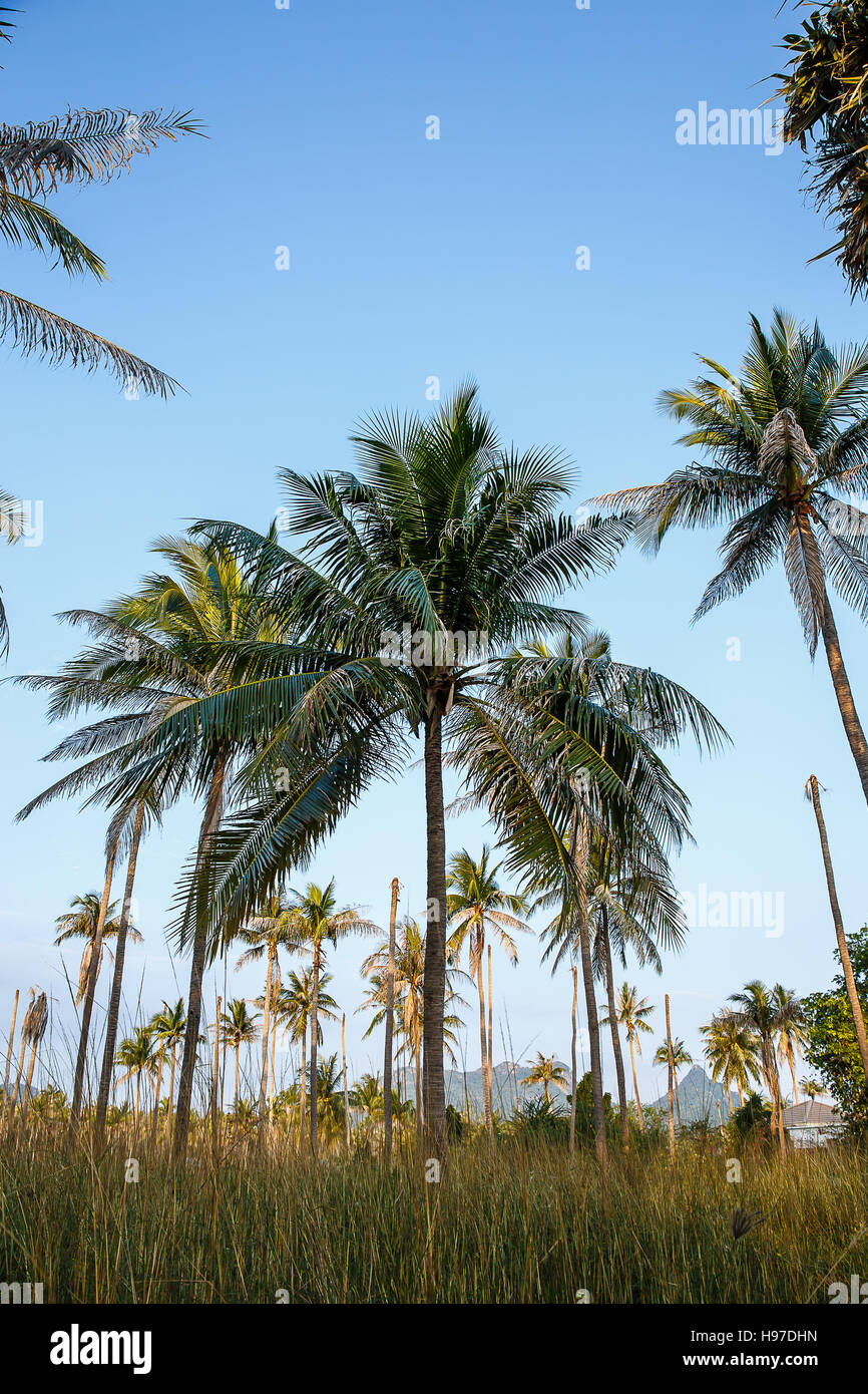 Coconut tree in garden Stock Photo - Alamy