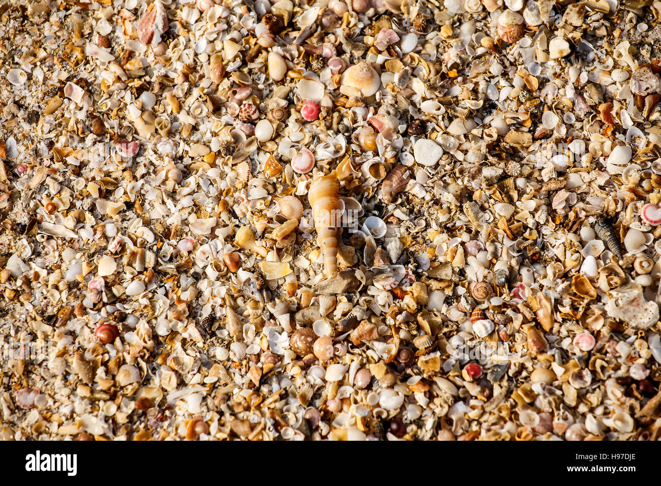 Shells on the beach background Stock Photo - Alamy