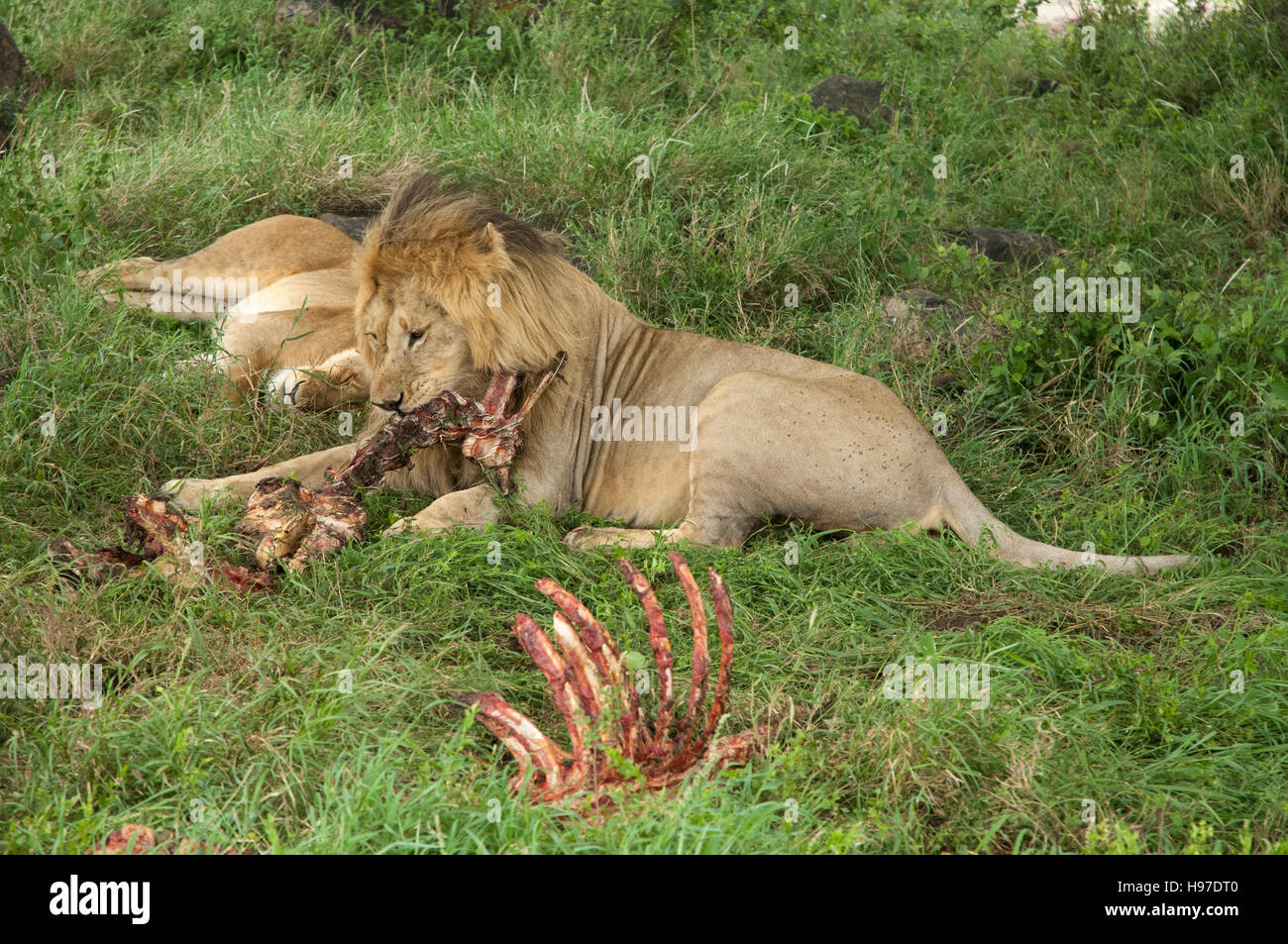 Black Mamba Eating A Lion