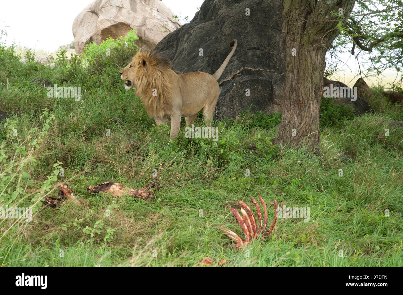 Male lion (Panthera leo) urinating on a tree marking its territory ...