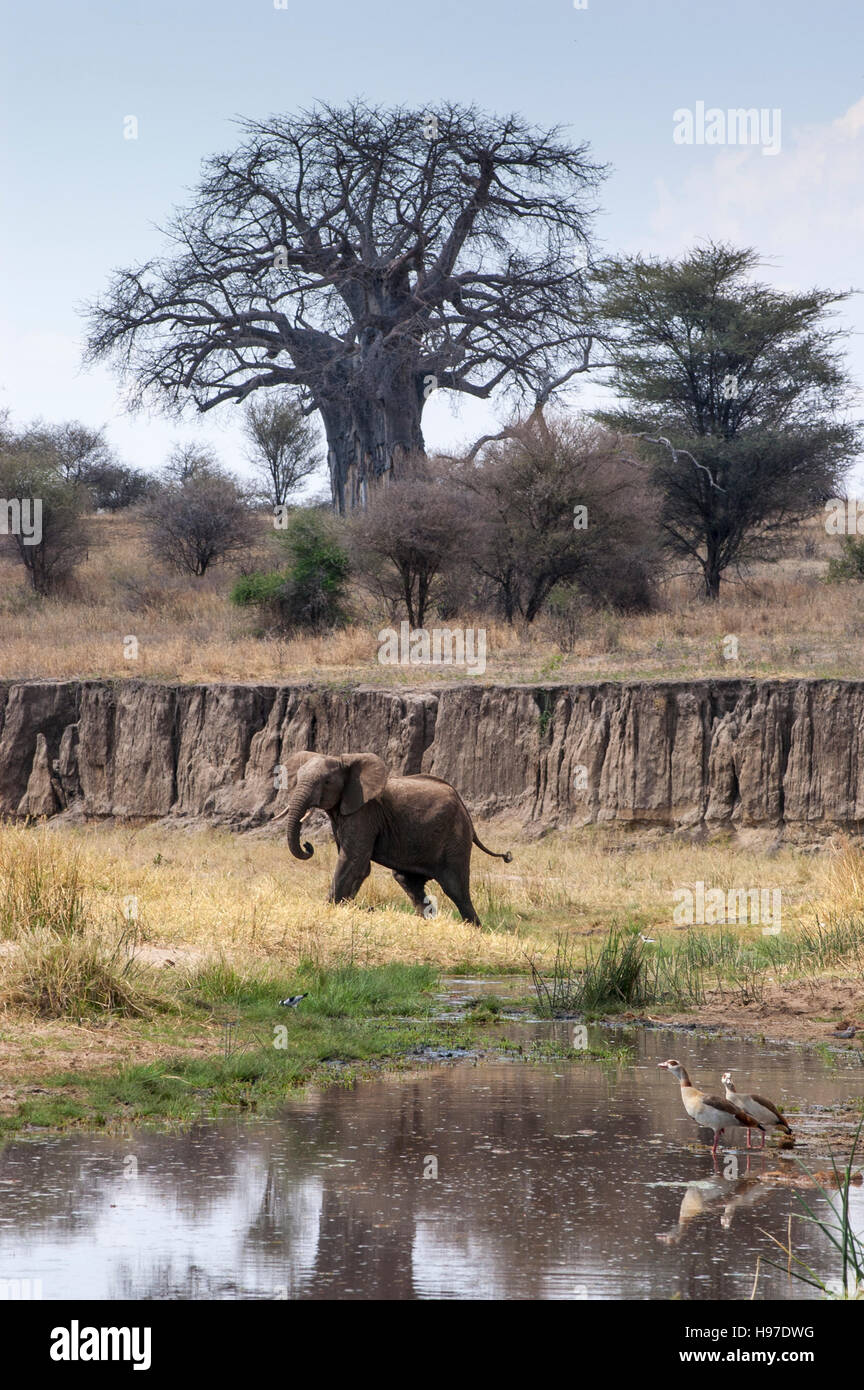 Elephant baobab vertical hi-res stock photography and images - Alamy