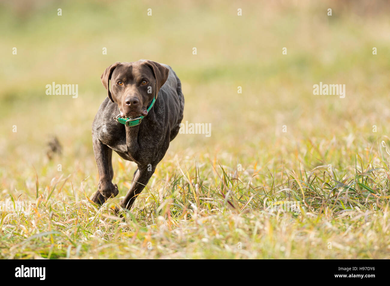 A German Shorthair Pointer out training Stock Photo - Alamy