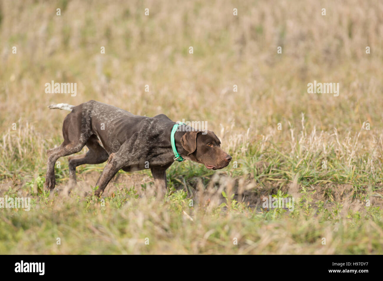 A German Shorthair Pointer out training Stock Photo - Alamy