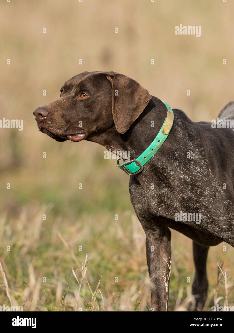 A German Shorthair Pointer out training Stock Photo - Alamy