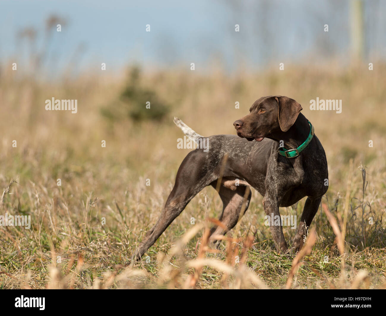 A German Shorthair Pointer out training Stock Photo - Alamy
