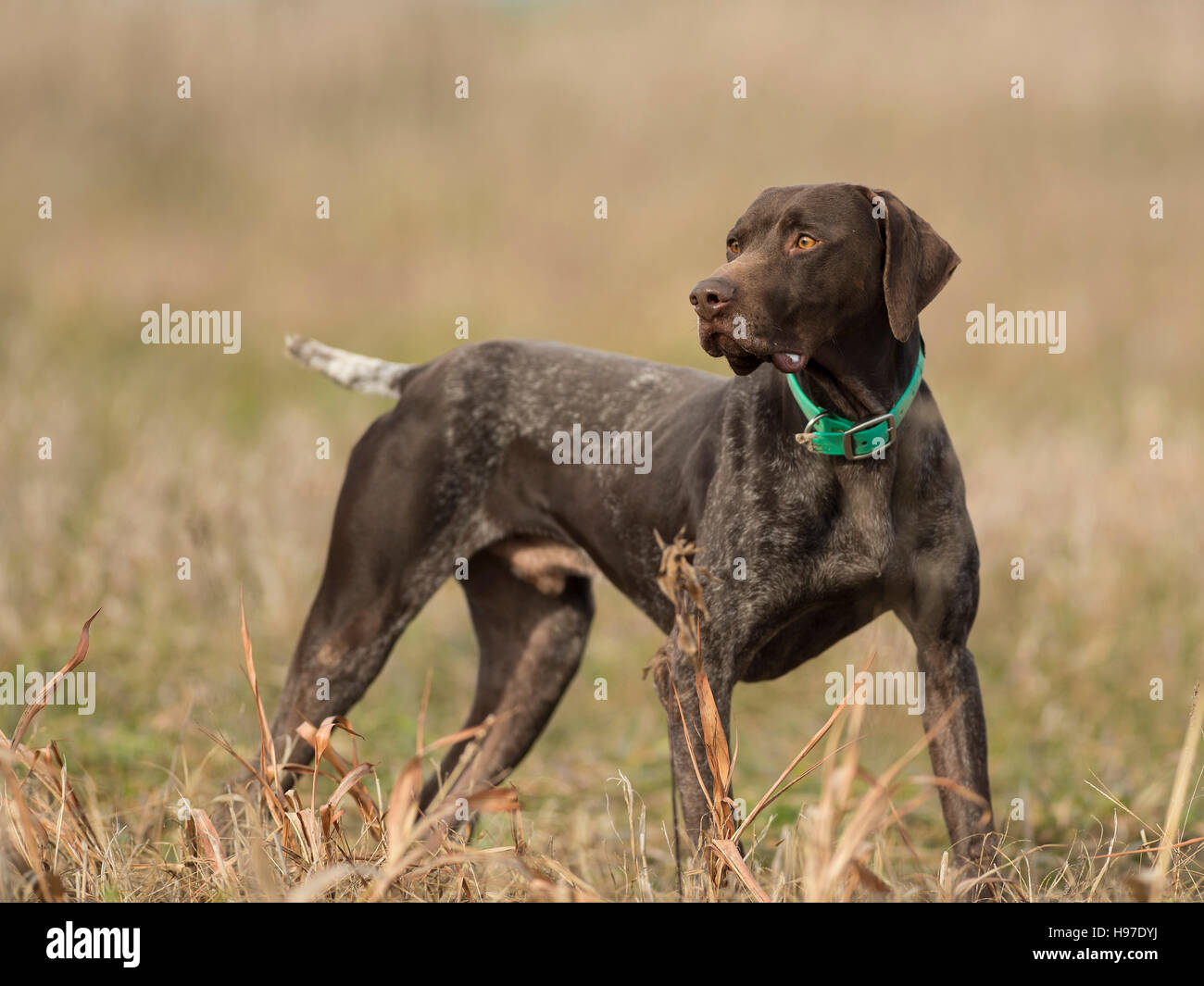 A German Shorthair Pointer out training Stock Photo - Alamy