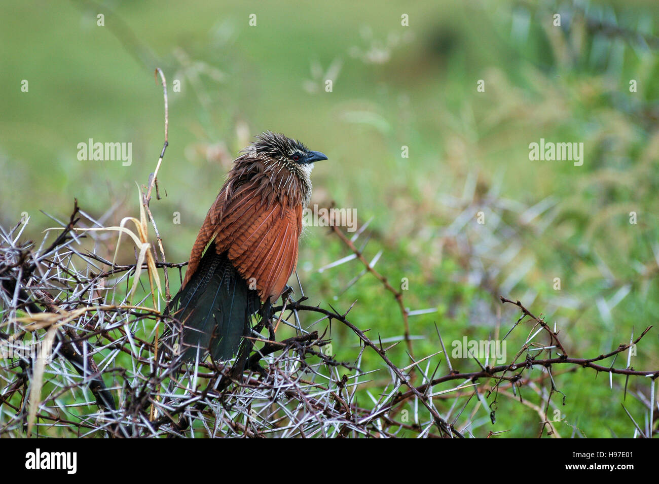 Blue-headed coucal (Centropus monachus), sitting on thorny branches ...