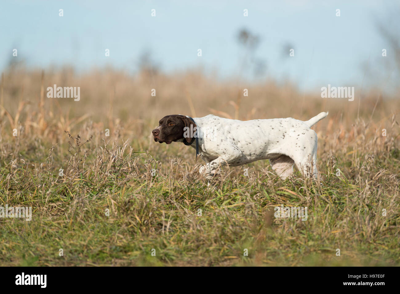 A German Shorthair Pointer out training Stock Photo - Alamy